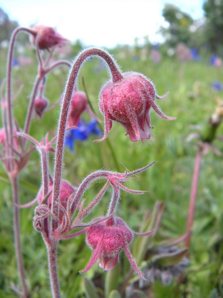 In bloom: Welcome, summer! | AspenTimes.com
